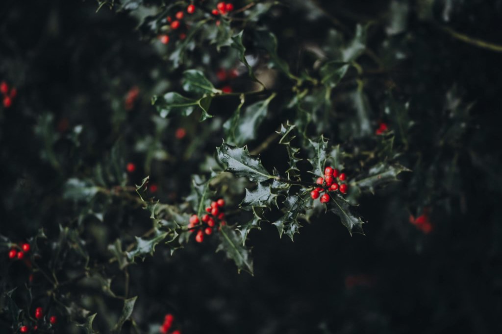 The Holly And The Ivy - What Is The Festive Folklore Behind Our ...