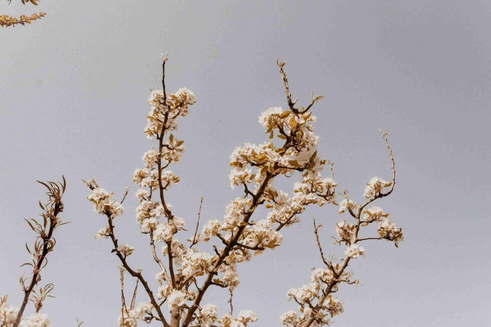 Spring Resurgence : Why The Spring Season Inspires Change And New ...