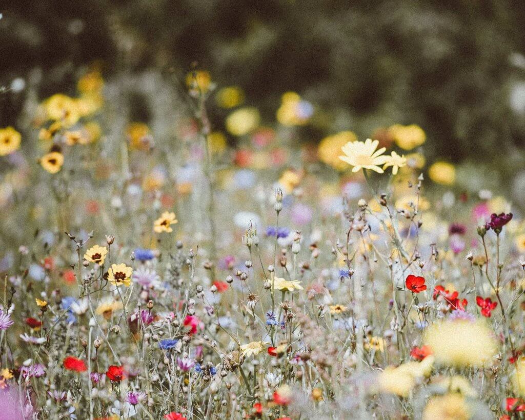 Where The Wildflowers Are: A Journey Into The World Of Wildflower ...